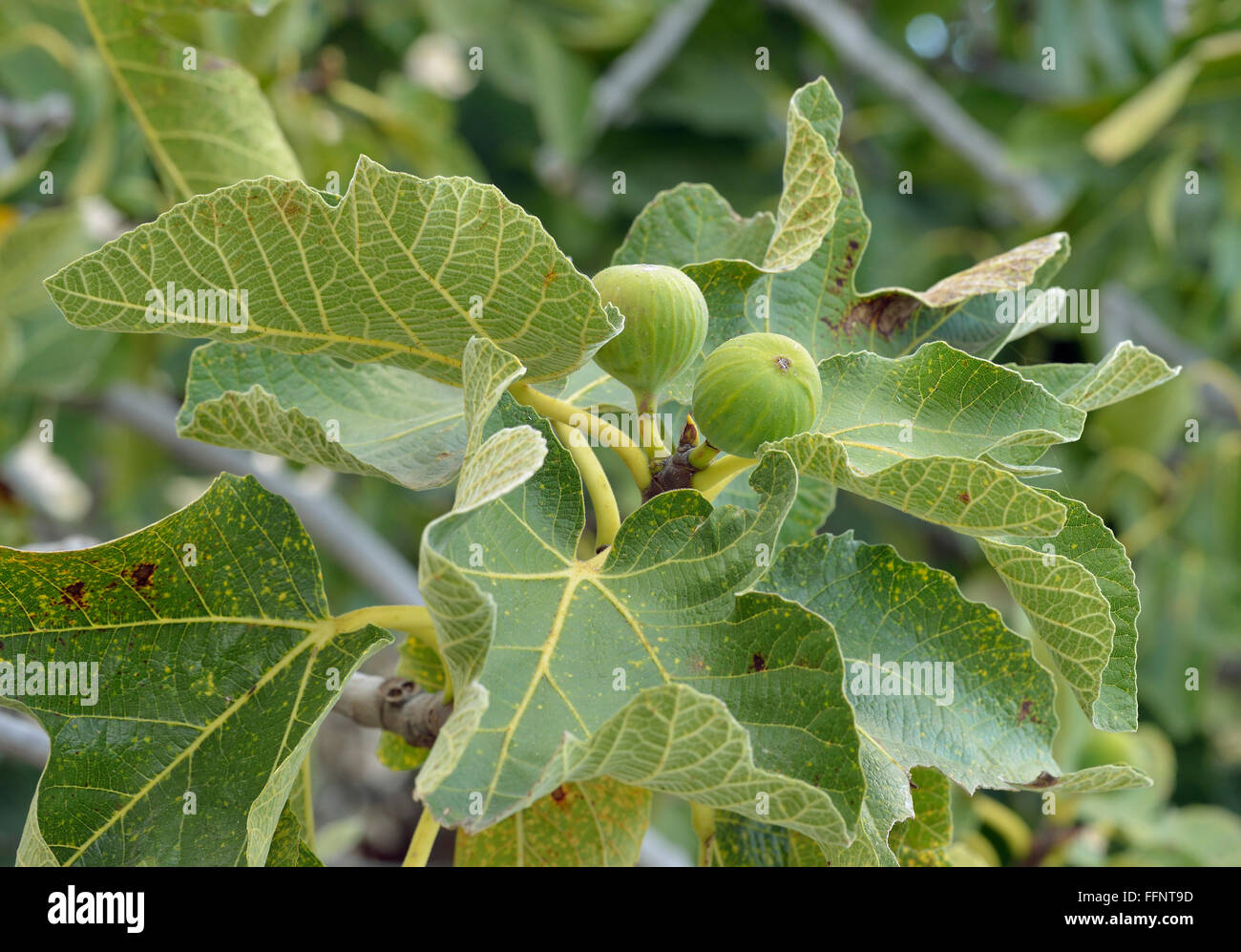 Fig Tree - Ficus carica Leaves and Fruit Stock Photo - Alamy