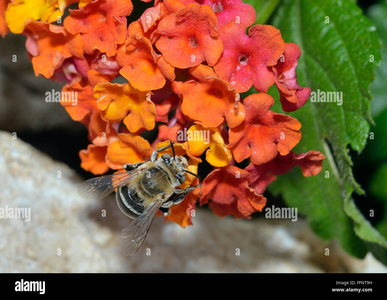 White-banded Digger Bee - Amegilla albigena Feeding on flowers Stock ...