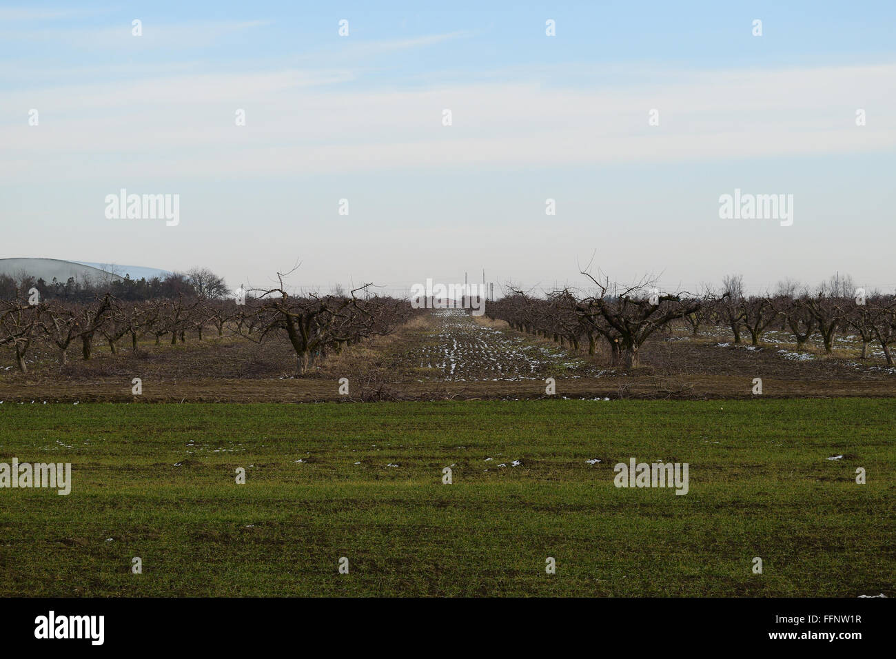 Cropped trees in the apple orchard. Care orchard, pruning trees Stock ...