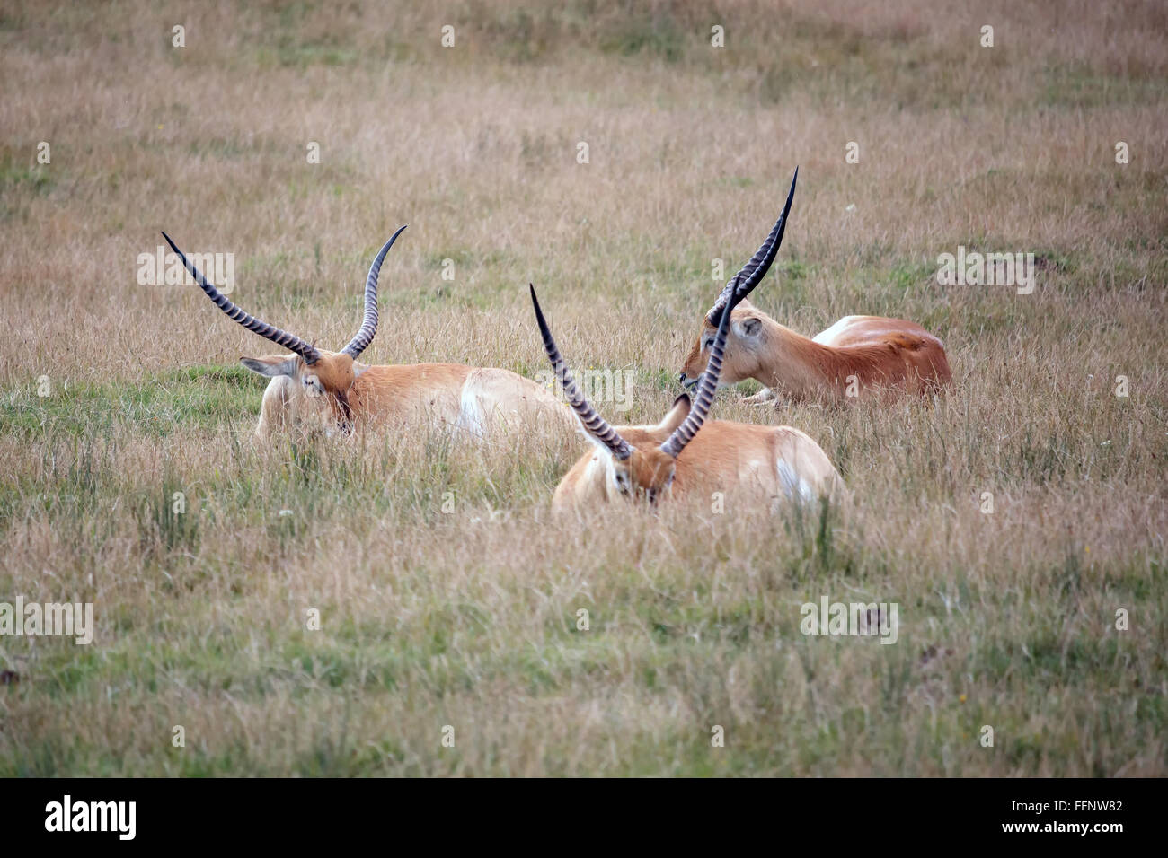 Red Lechwe Antelope (Kobus leche Stock Photo - Alamy