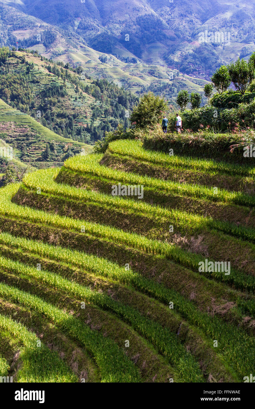 Longji Rice Terraces Dazhai Village High Resolution Stock Photography ...