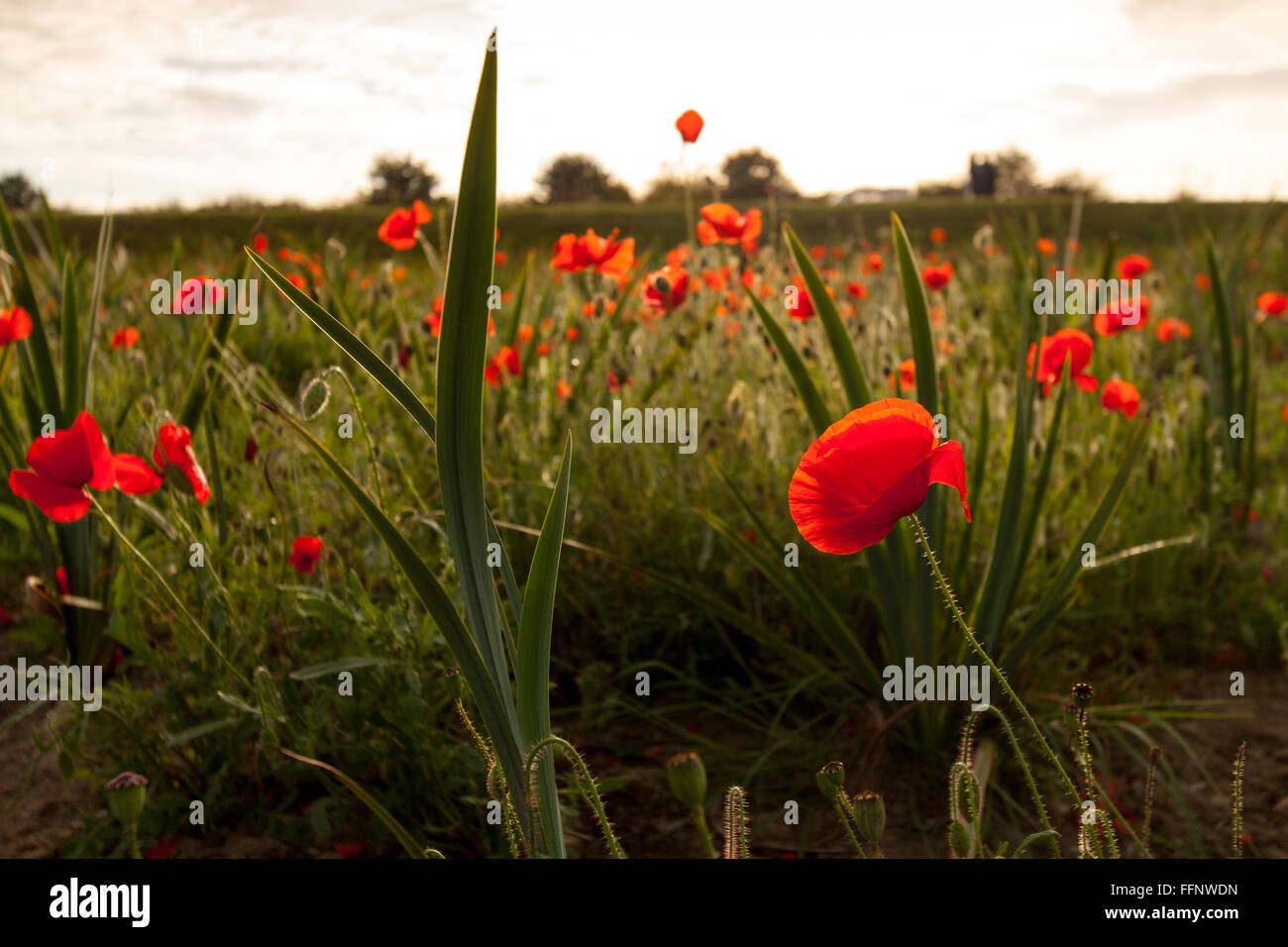 Poppy Field in Sunset Stock Photo - Alamy