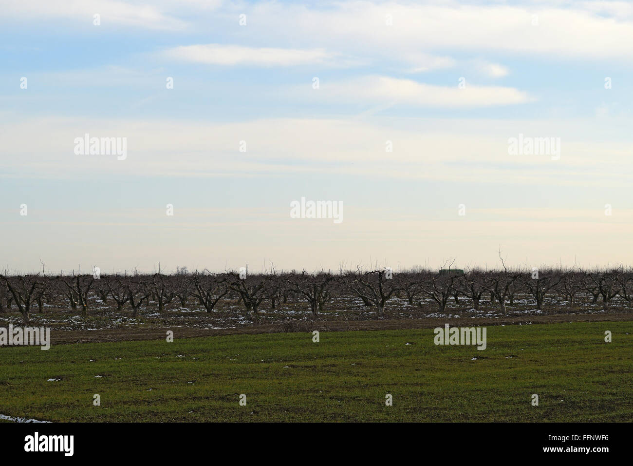Cropped trees in the apple orchard. Care orchard, pruning trees Stock ...