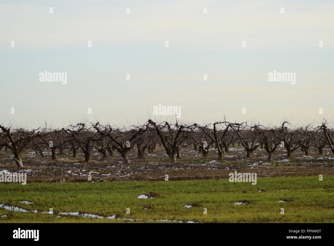 Cropped trees in the apple orchard. Care orchard, pruning trees Stock ...