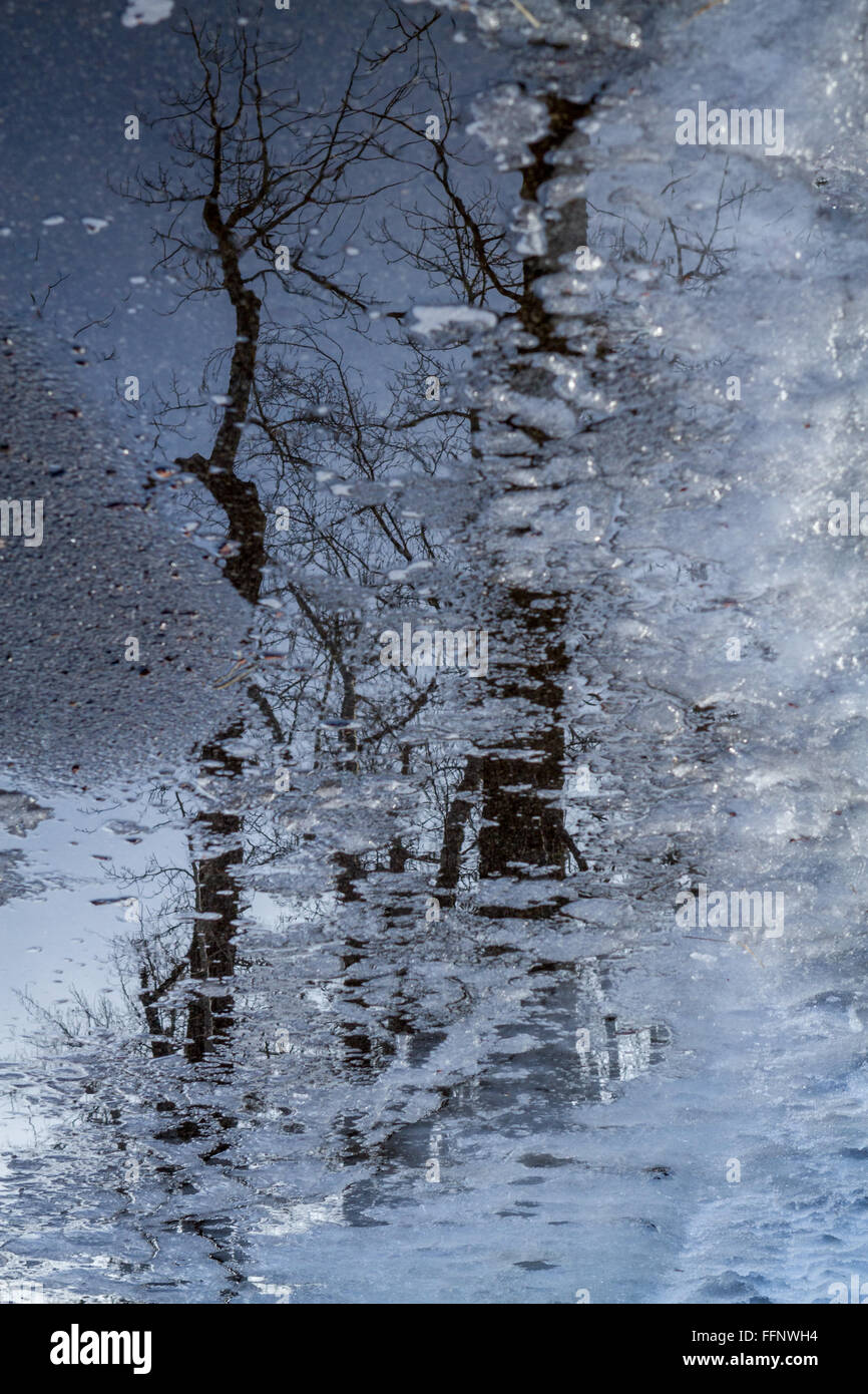 Reflection of trees in a icy puddle Stock Photo - Alamy
