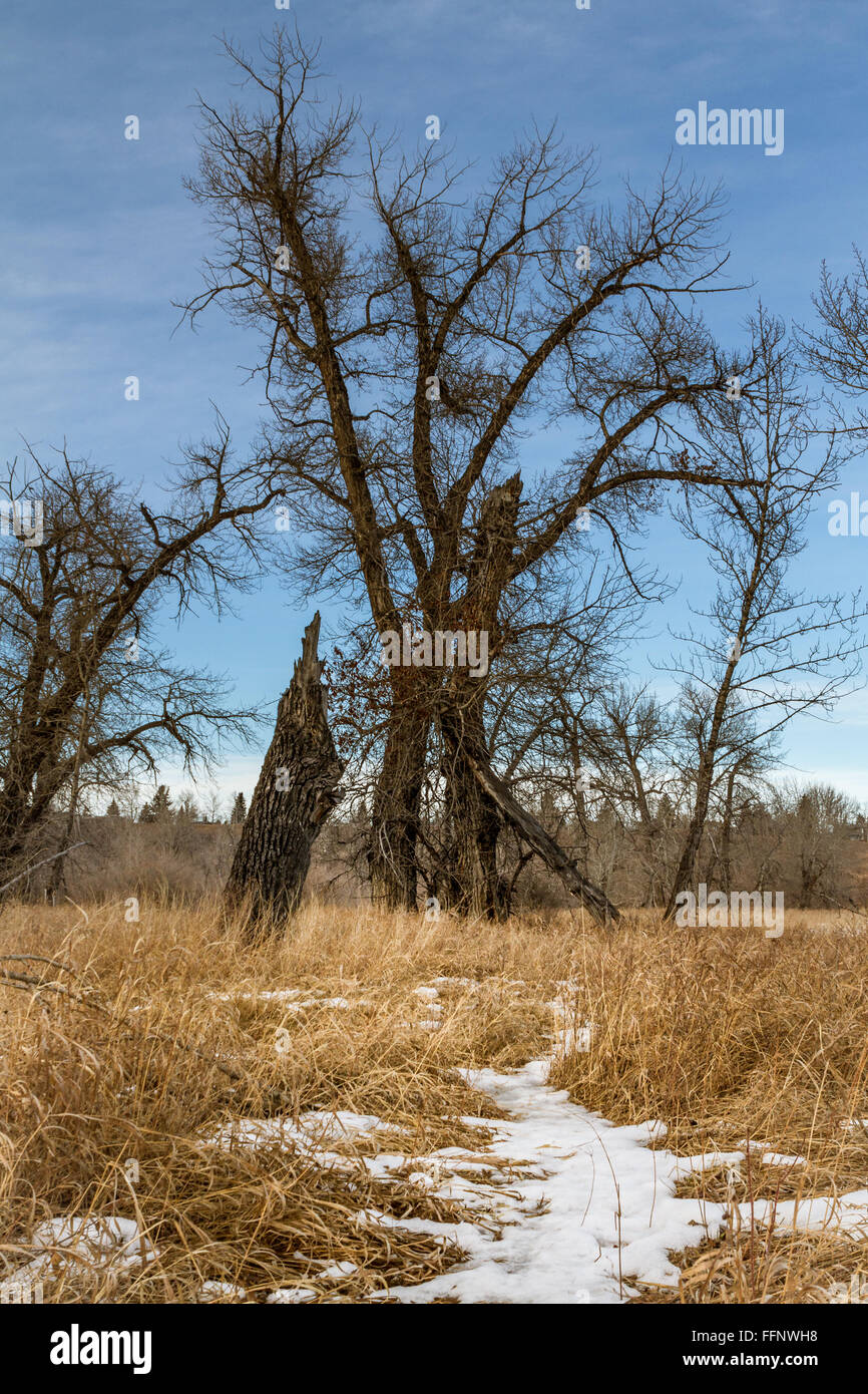 Portrait scene of large gnarly tree in a provincial park Stock Photo ...