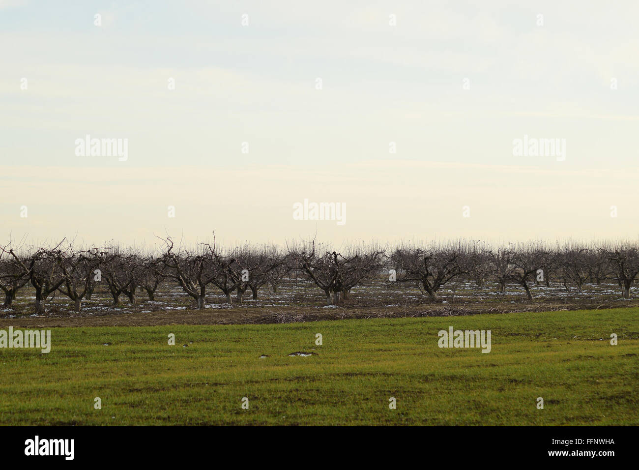 Cropped trees in the apple orchard. Care orchard, pruning trees Stock ...