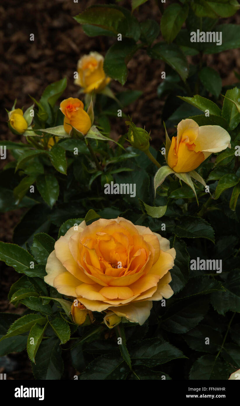Rosa HONEY PERFUME, rose, yellow, Floribunda, JACarque Stock Photo - Alamy