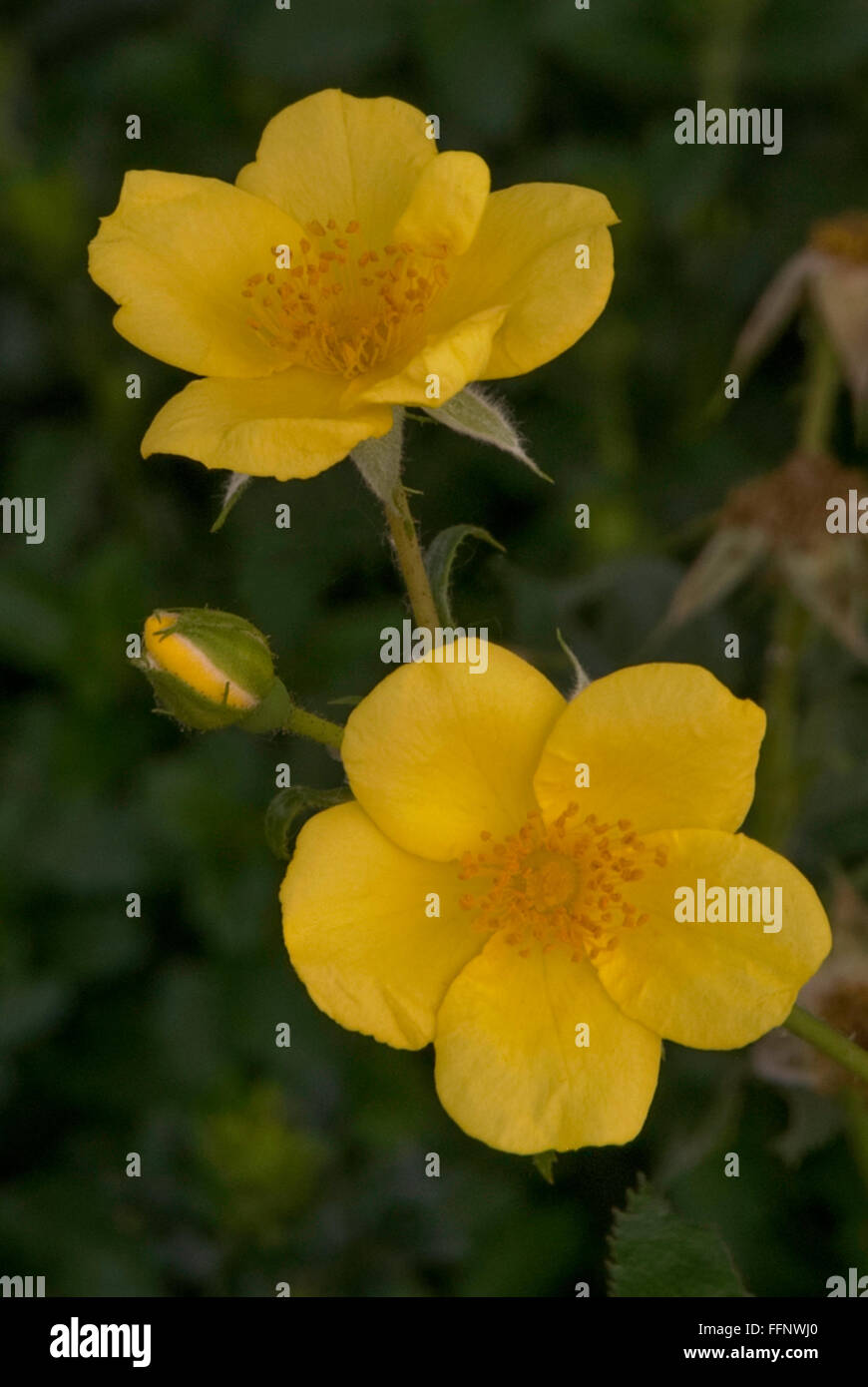 Baby love rose hi-res stock photography and images - Alamy