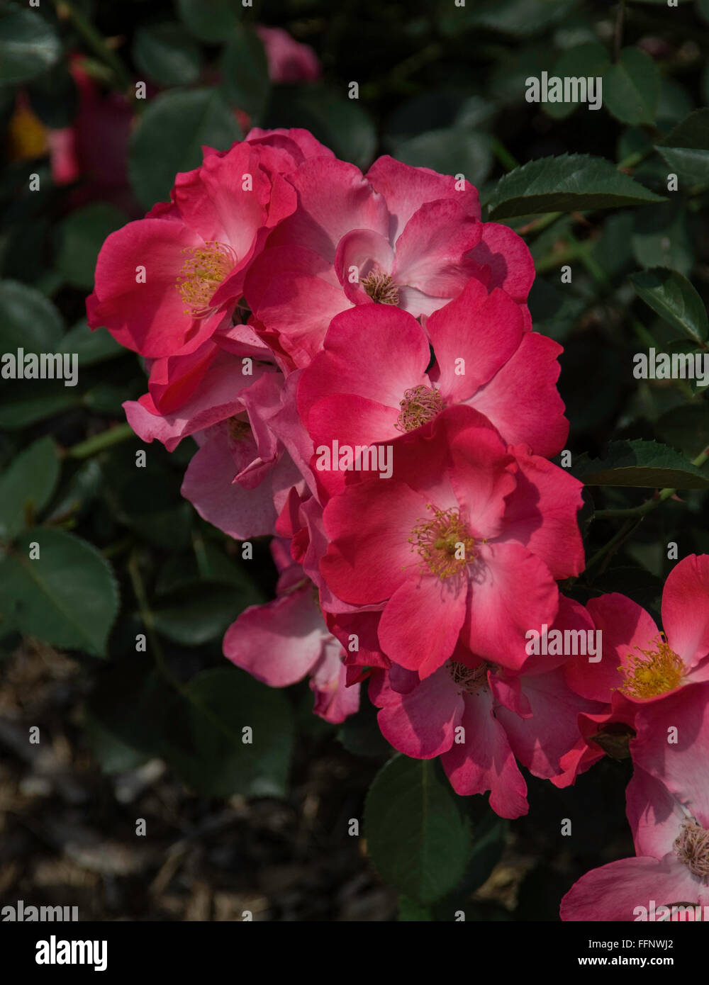 Rosa Chuckles, rose, floribunda Stock Photo - Alamy