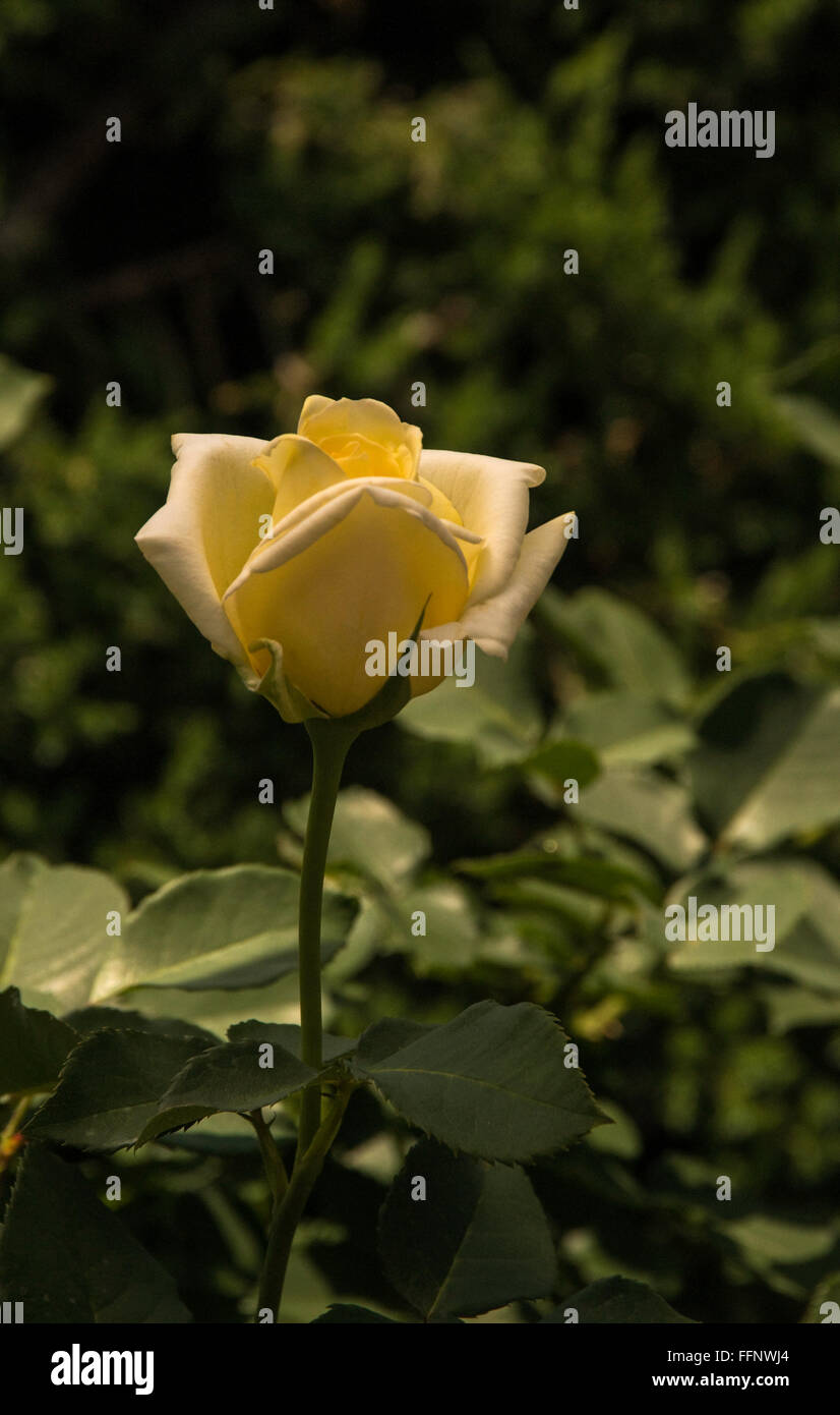 Rosa ELINA, rose, hybrid tea Stock Photo - Alamy