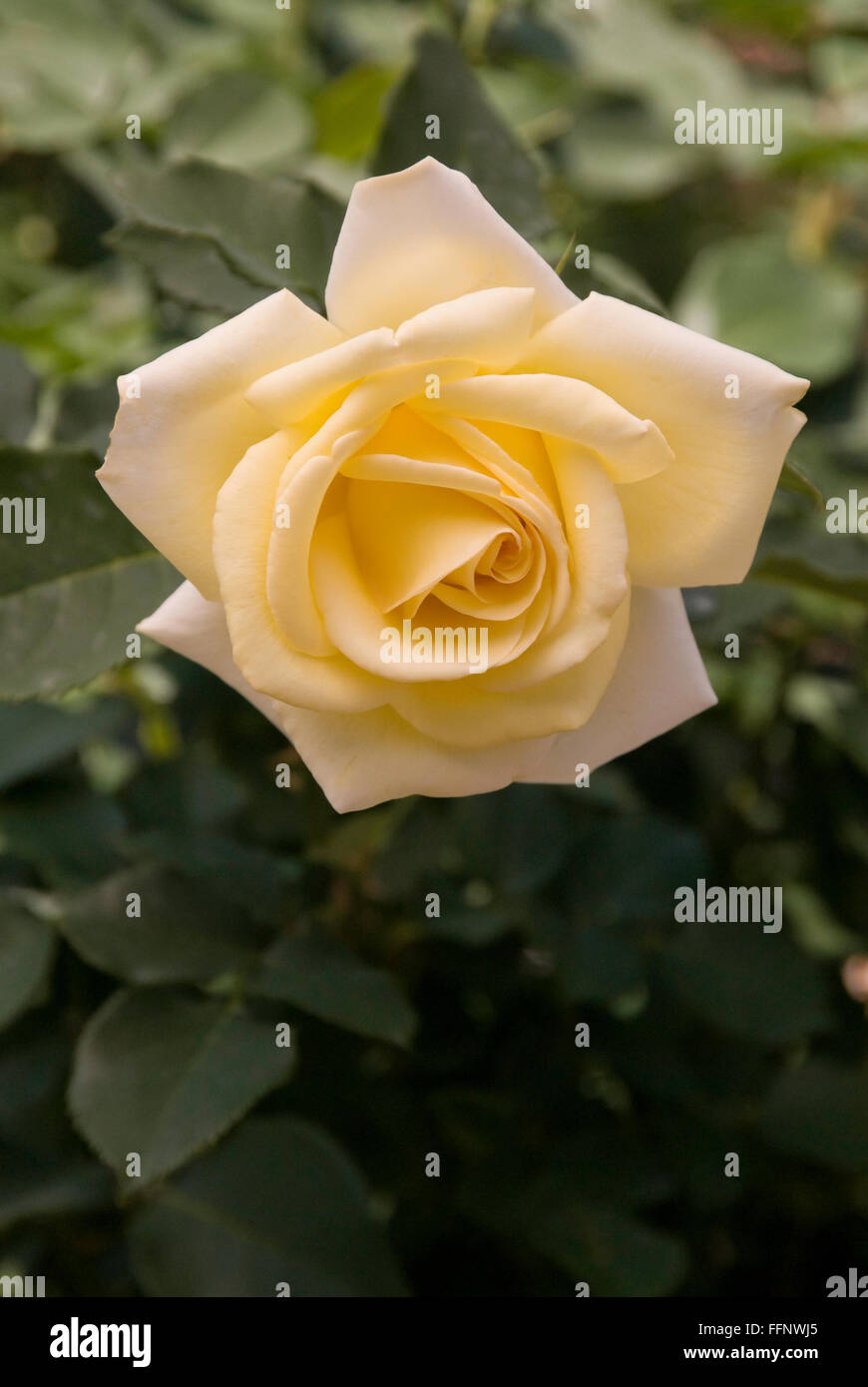 Elina rose hi-res stock photography and images - Alamy