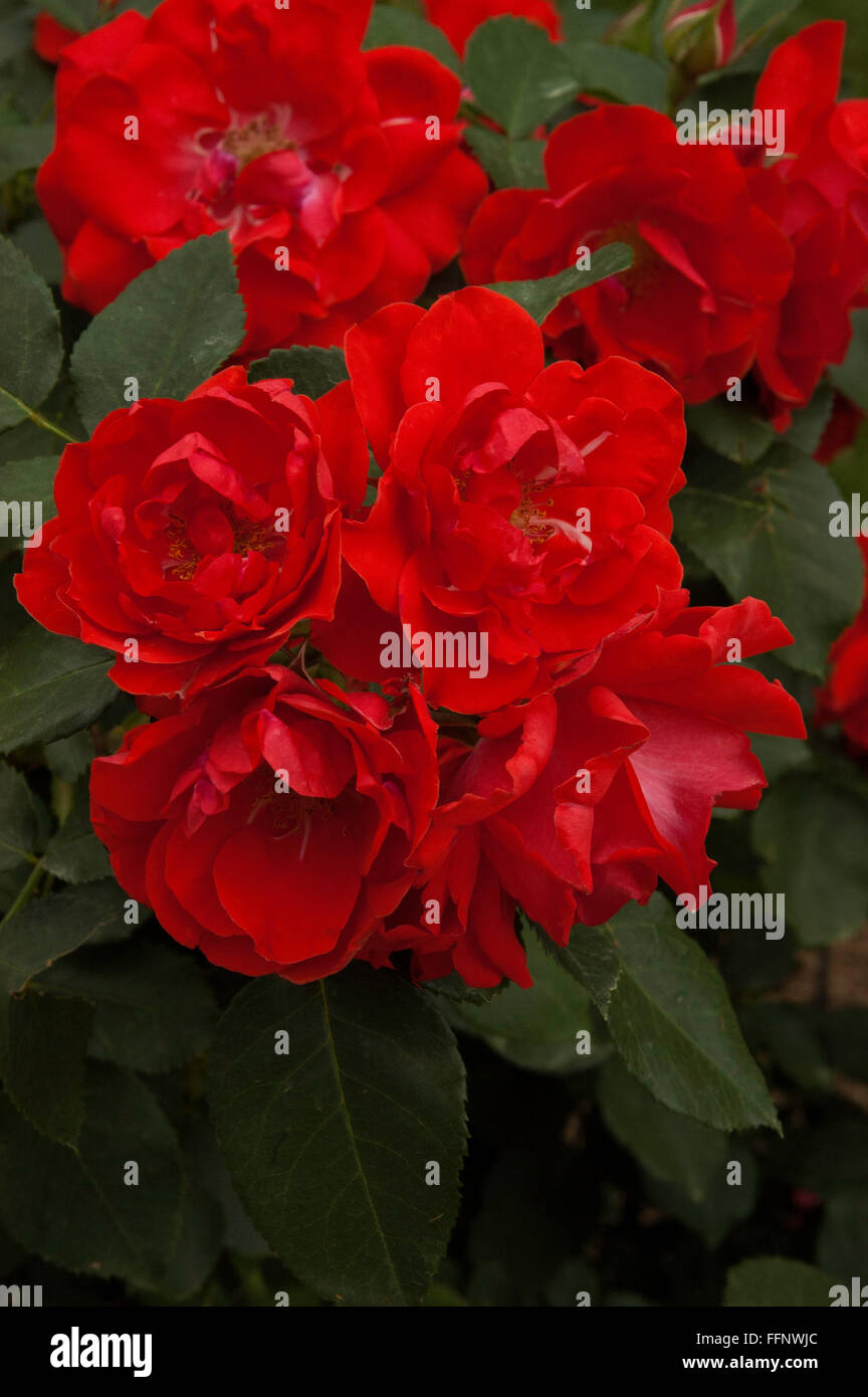 Orange sensation hi-res stock photography and images - Alamy