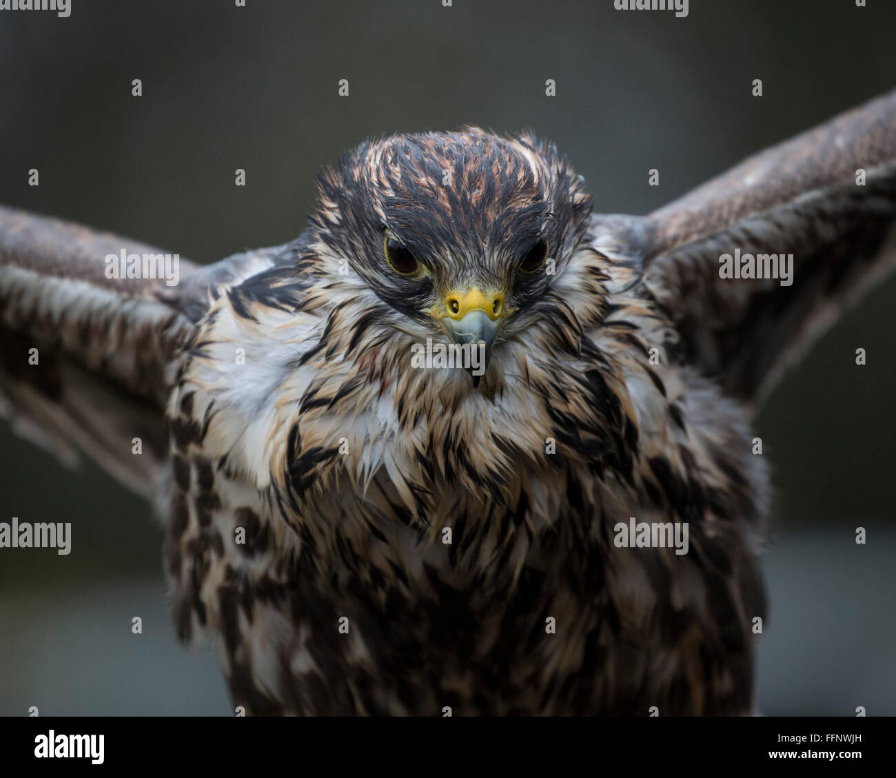 Peregrine falcon bird of prey hi-res stock photography and images - Alamy