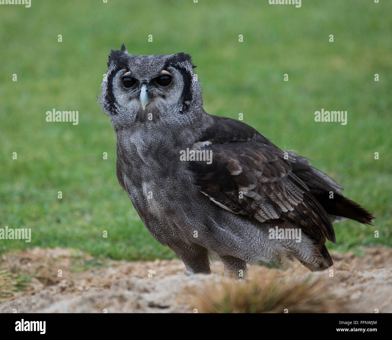 Verreaux's eagle-owl (milky eagle owl or giant eagle owl) perched on ...