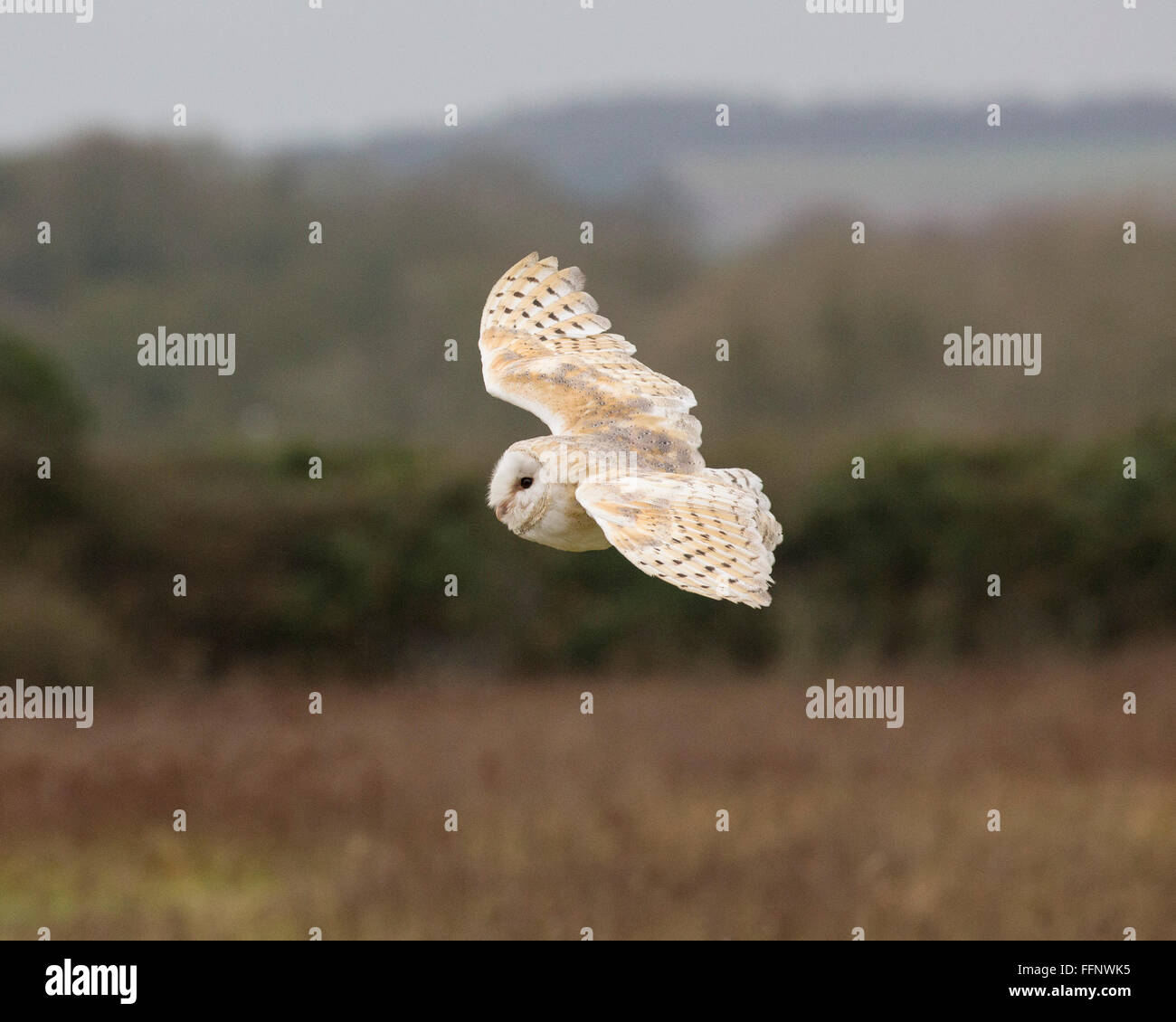 Owl flying over hi-res stock photography and images - Alamy