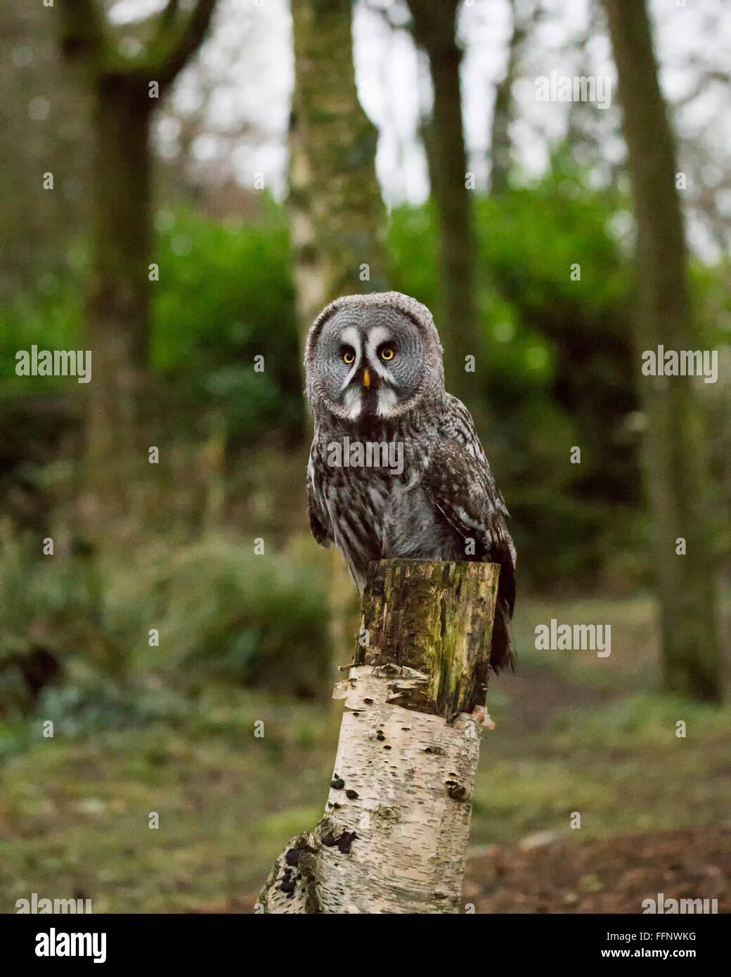 Great Gray Owl perched on a tree stump Stock Photo - Alamy