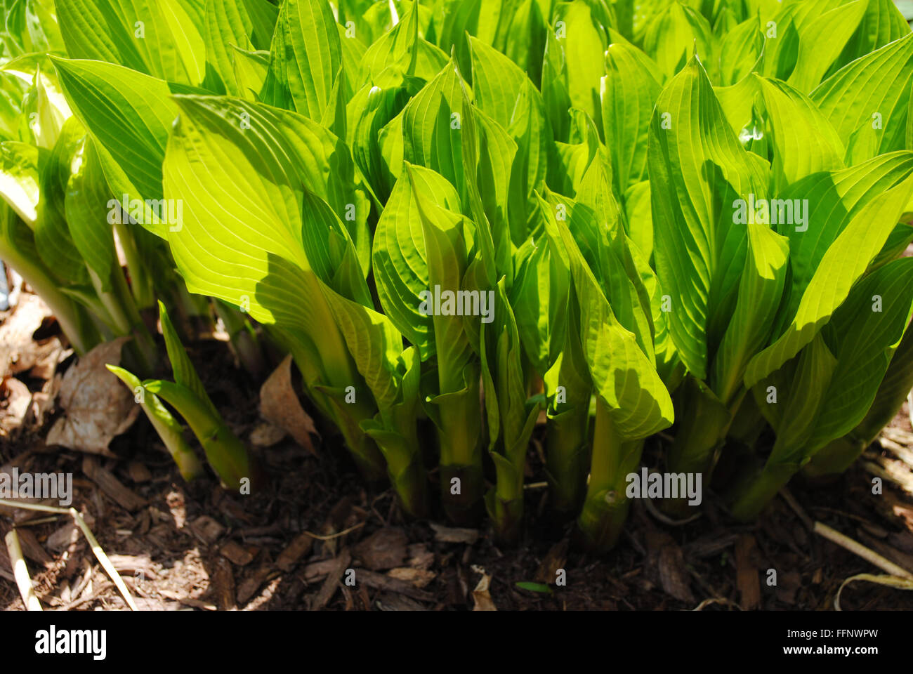 Hosta gardens hi-res stock photography and images - Alamy
