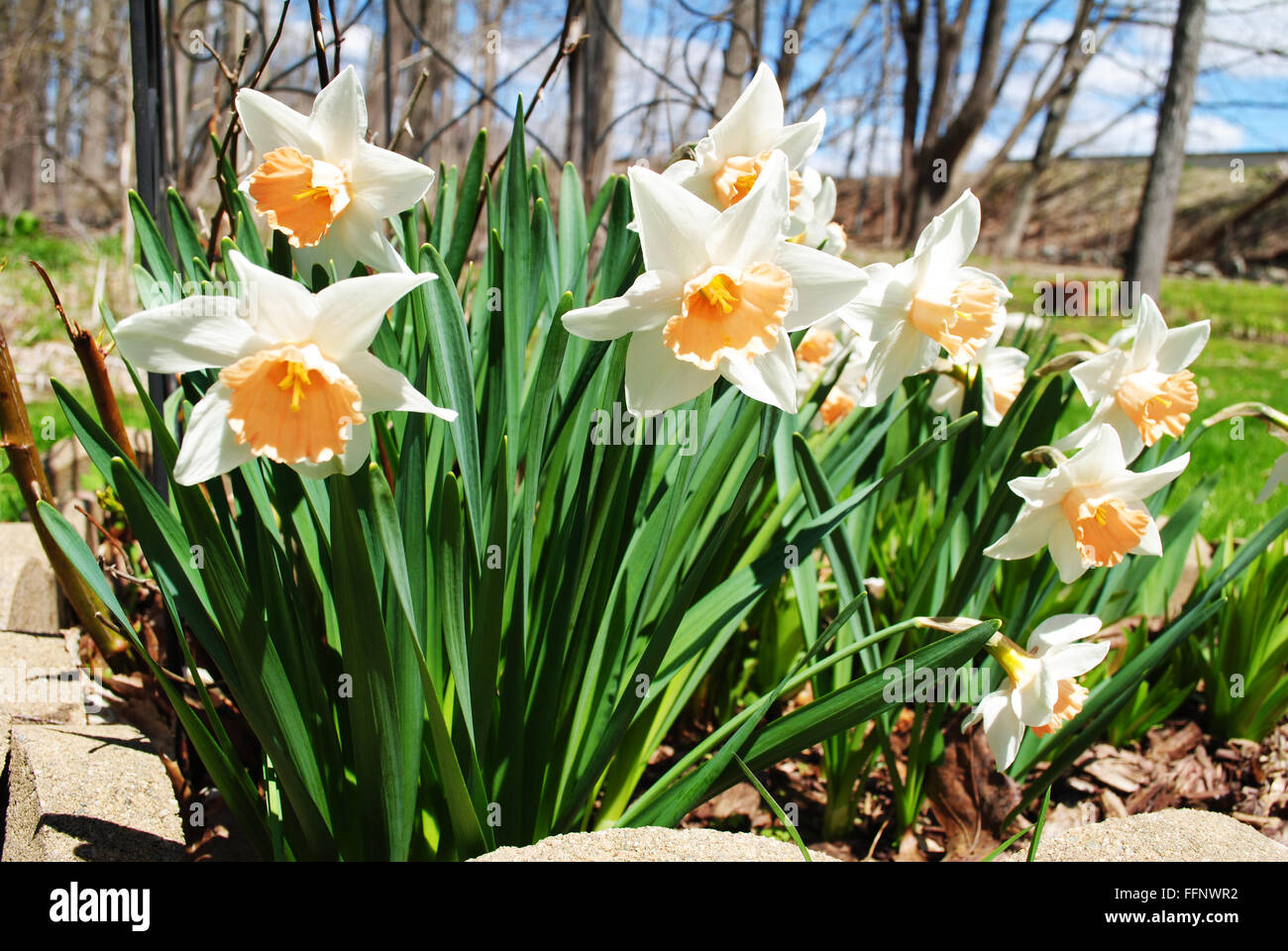 Daffodils in Full Bloom in Early Spring Stock Photo - Alamy
