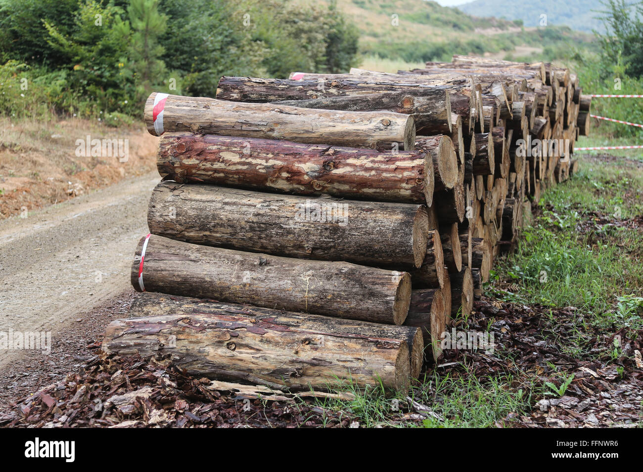 Stacked and Cutted Wood in a Forest Stock Photo - Alamy