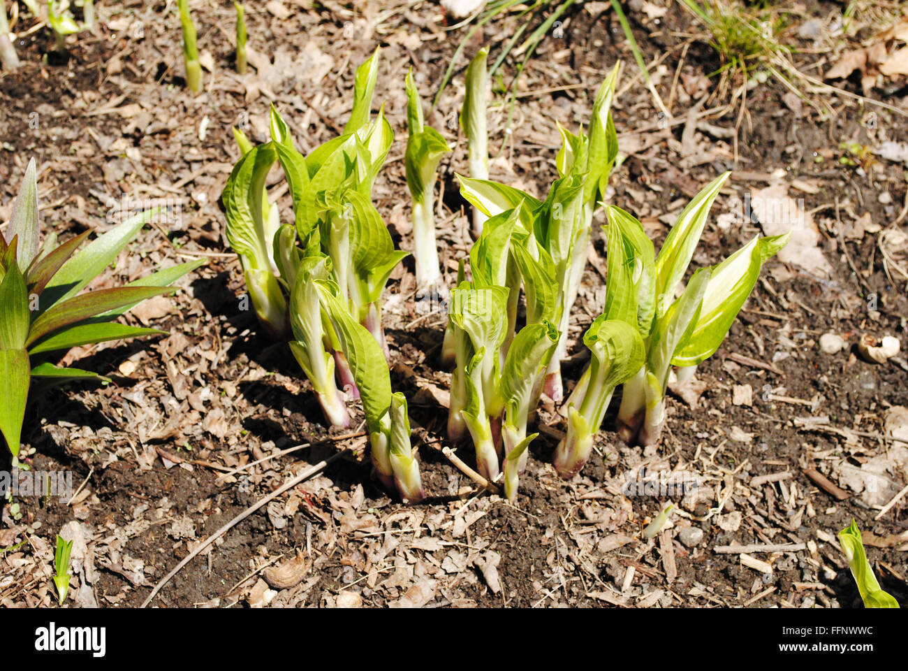 Hosta Emerging in Early Spring Stock Photo - Alamy