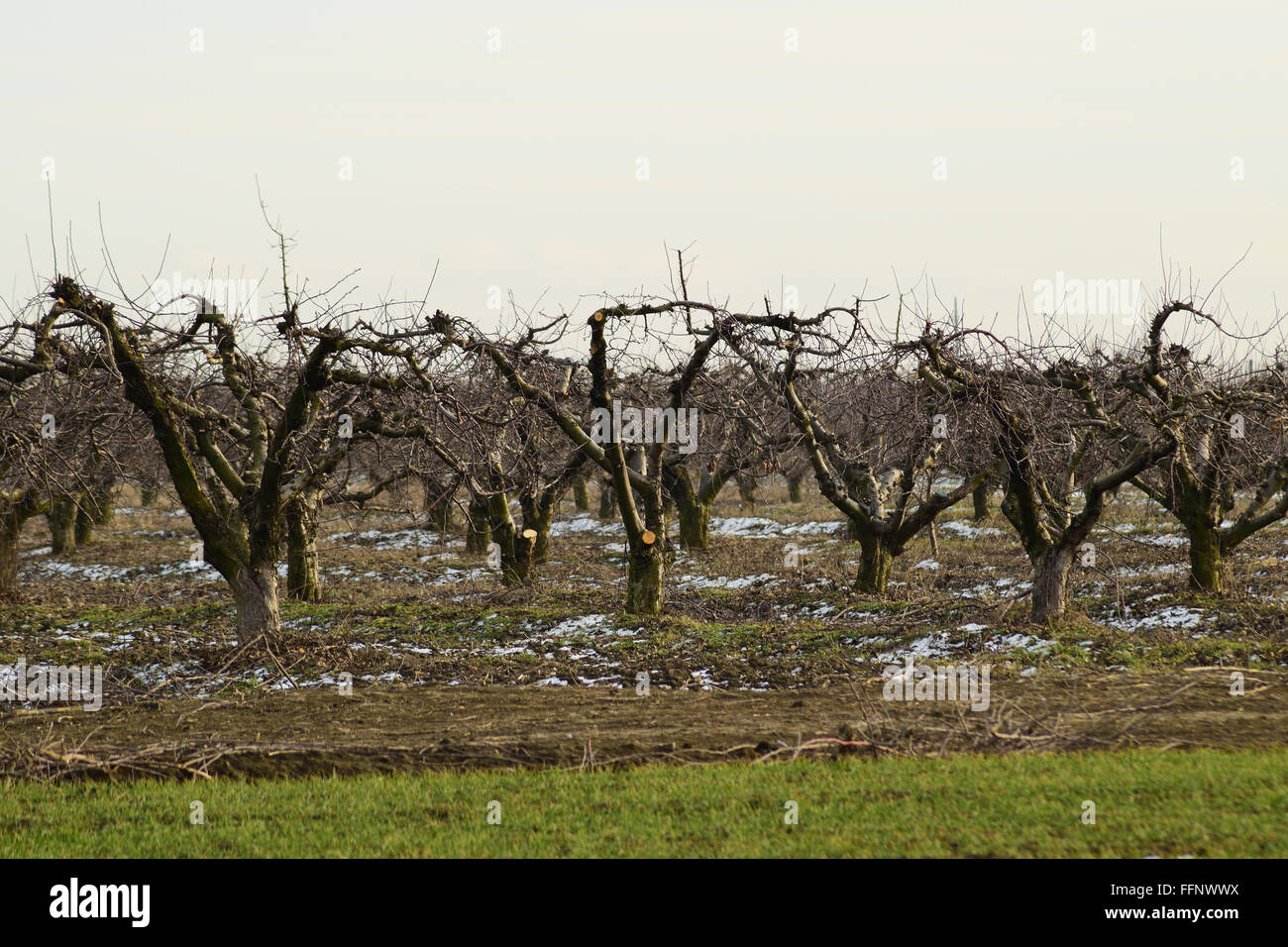 Cropped trees in the apple orchard. Care orchard, pruning trees Stock ...