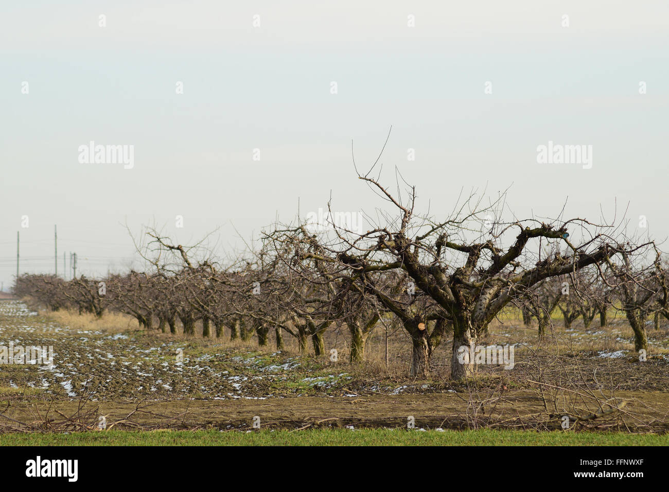 Cropped trees in the apple orchard. Care orchard, pruning trees Stock ...