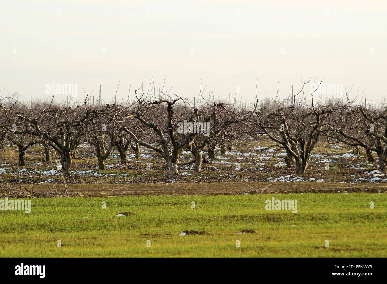 Cropped trees in the apple orchard. Care orchard, pruning trees Stock ...