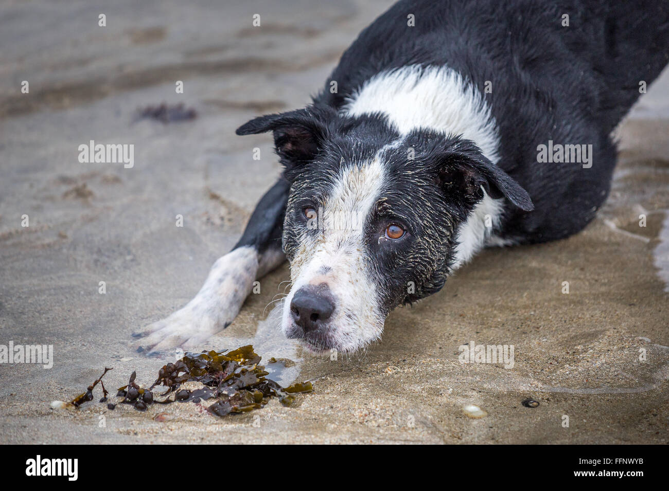 Border Collie Bull Terrier Mix