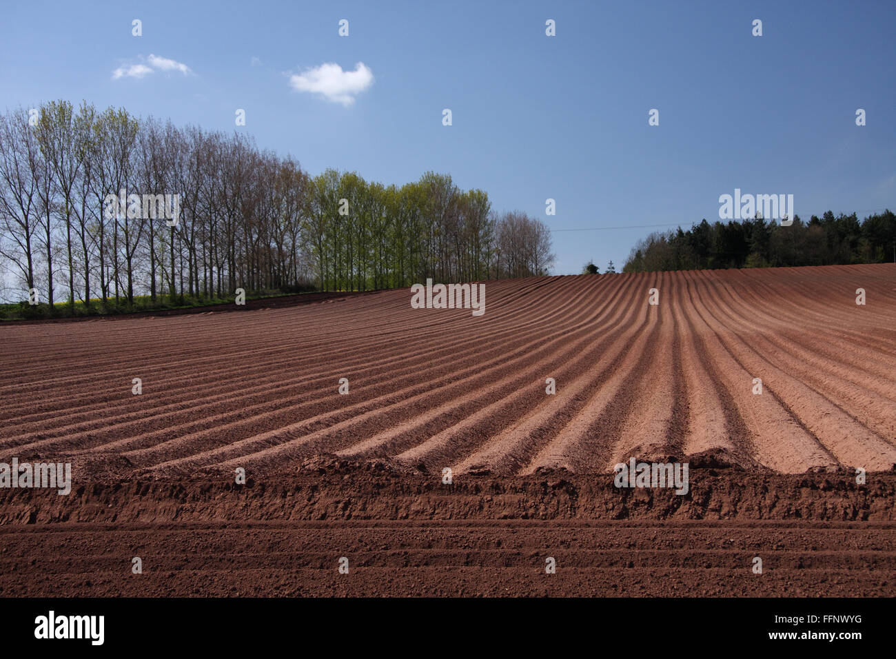 Ploughed, tree-lined field with furrows leading to horizon ...