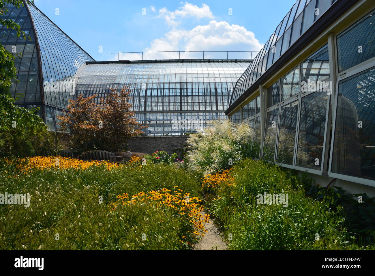 Daisy bloom in the Monet Garden outside of the Garfield Park ...