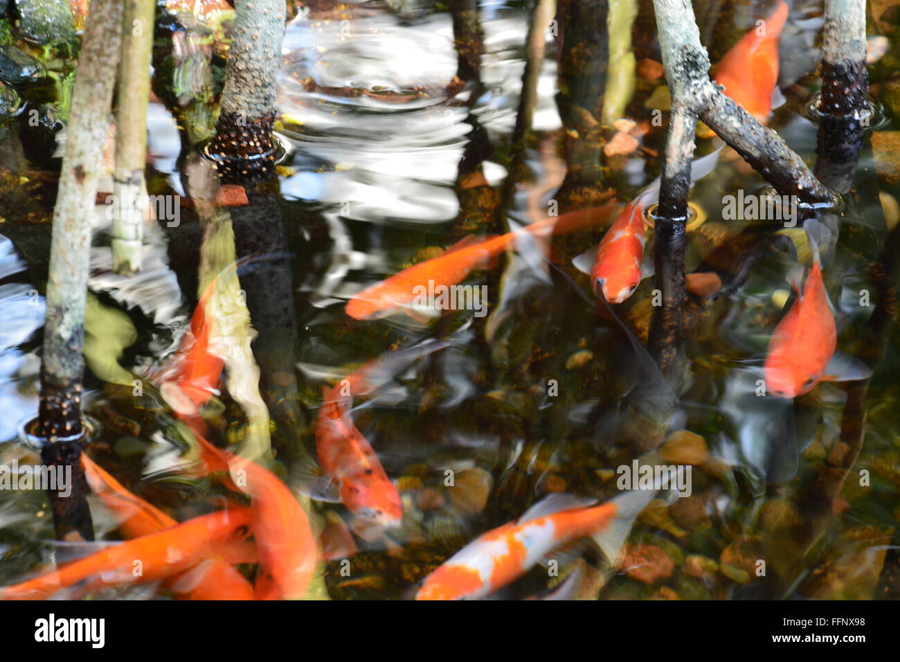 Fish swim around the bamboo in the koi pond at the Garfield Park ...