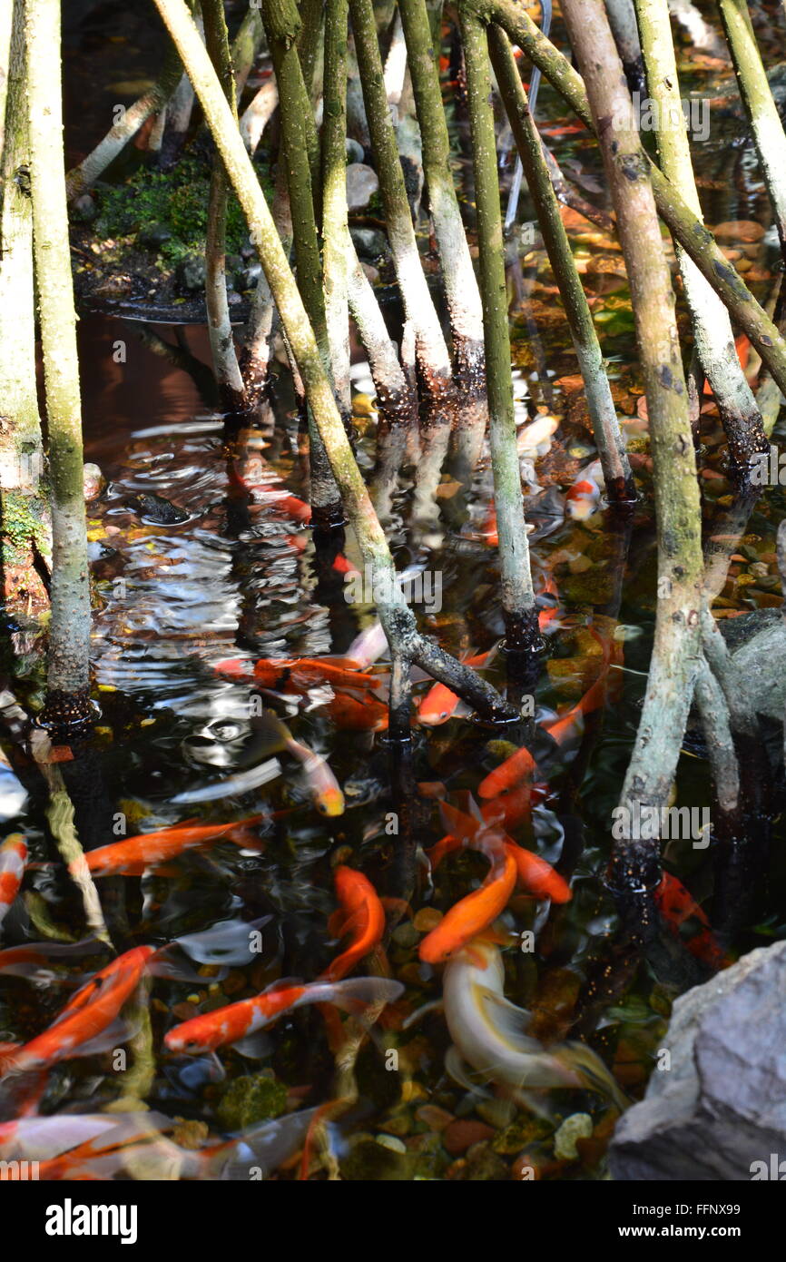 Fish swim around the bamboo in the koi pond at the Garfield Park ...