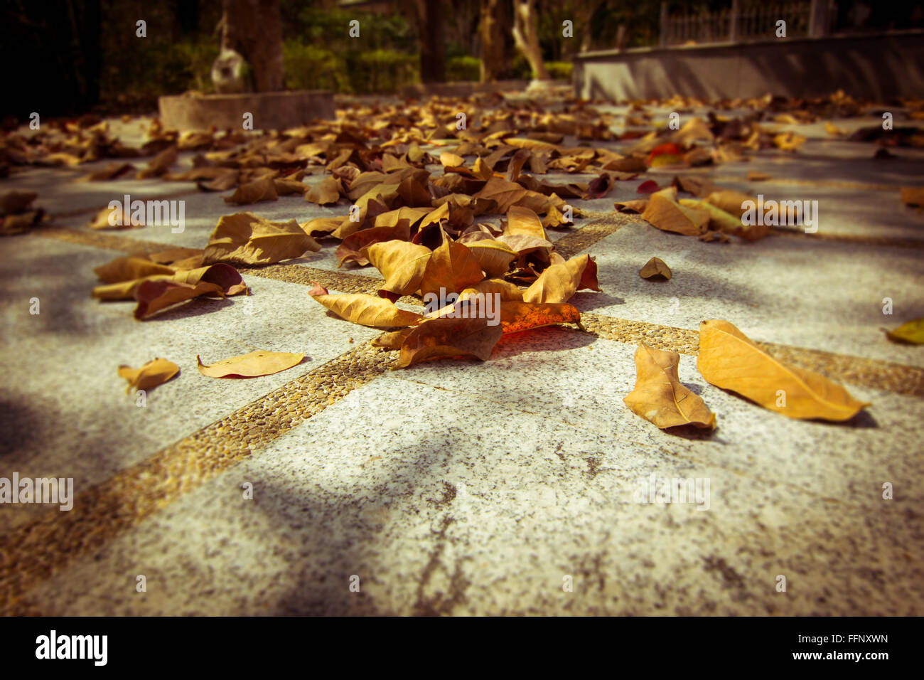 Dry leaves on floor hi-res stock photography and images - Alamy