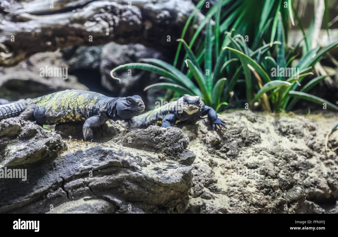 The two lizards in the cage Stock Photo - Alamy
