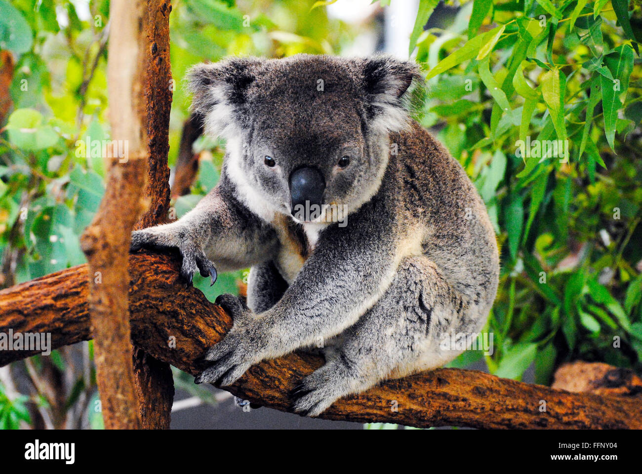 Animals koala hi-res stock photography and images - Alamy