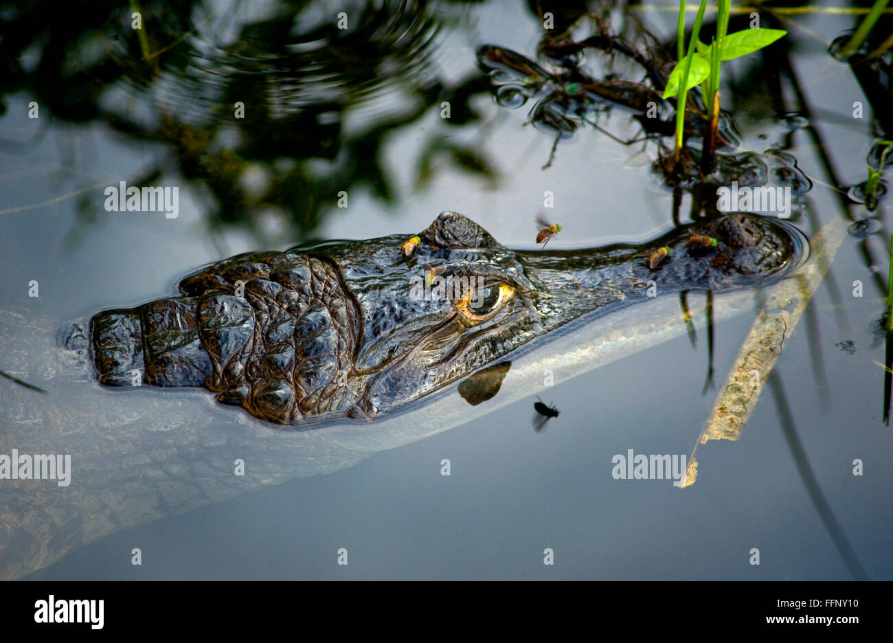 Caiman in the Amazon river in Ecuador Stock Photo - Alamy