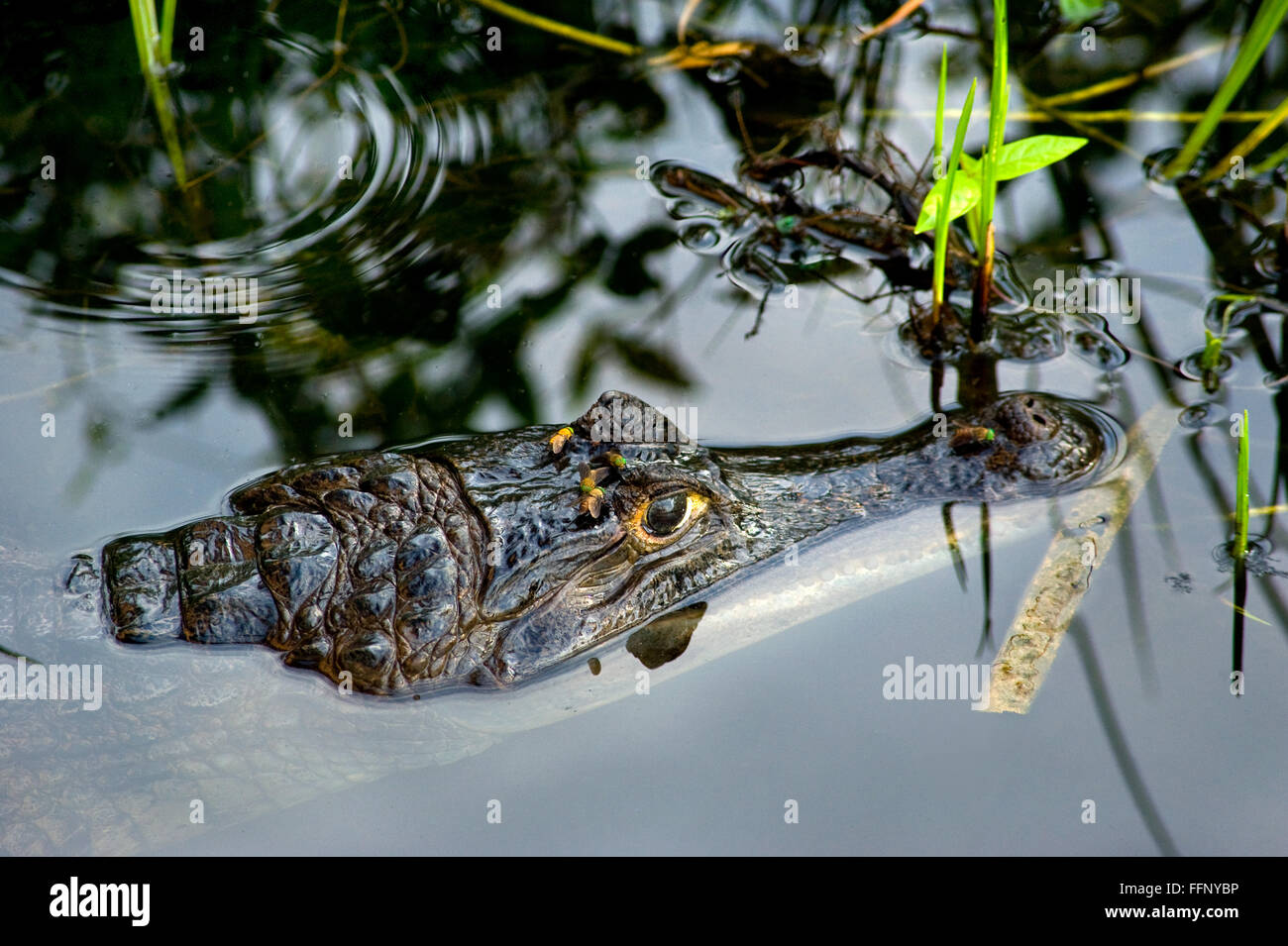 Caiman in the Amazon river in Ecuador Stock Photo - Alamy