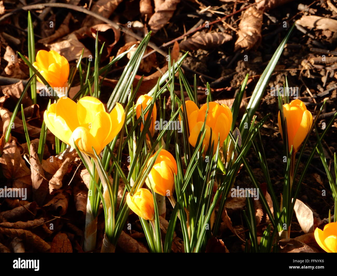 yellow crocuses in a garden Stock Photo - Alamy