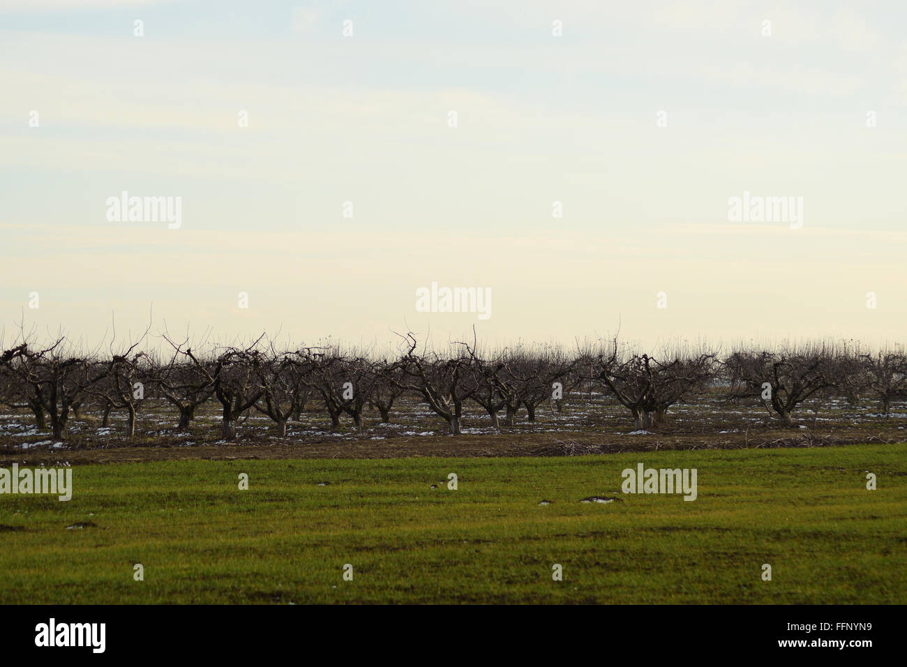Cropped trees in the apple orchard. Care orchard, pruning trees Stock ...