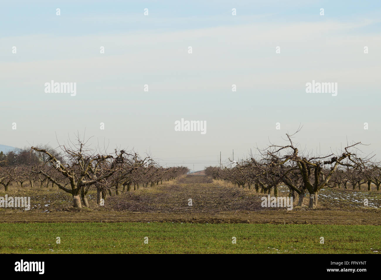 Cropped trees in the apple orchard. Care orchard, pruning trees Stock ...
