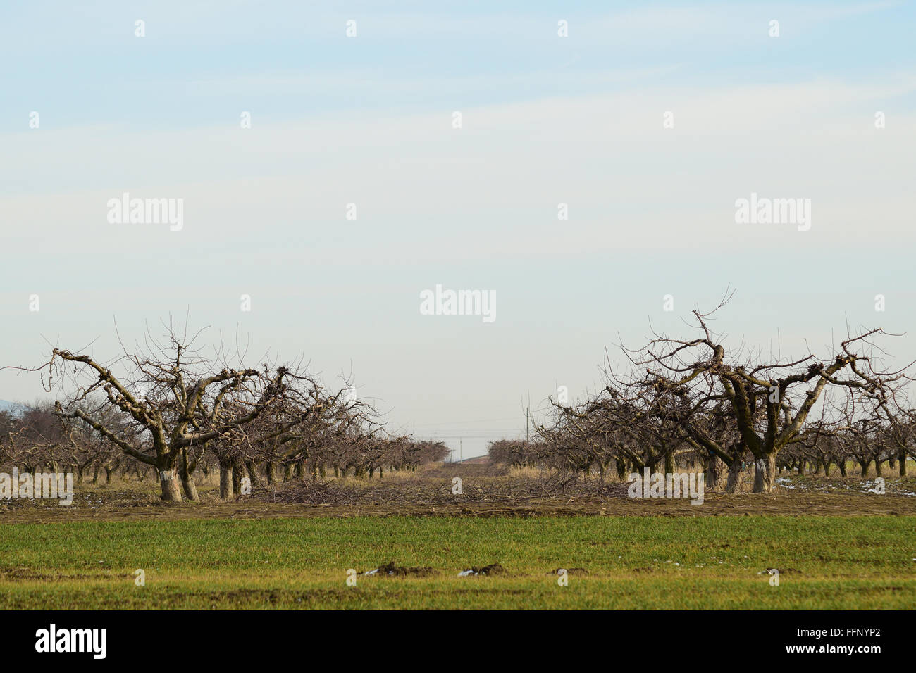 Cropped trees in the apple orchard. Care orchard, pruning trees Stock ...
