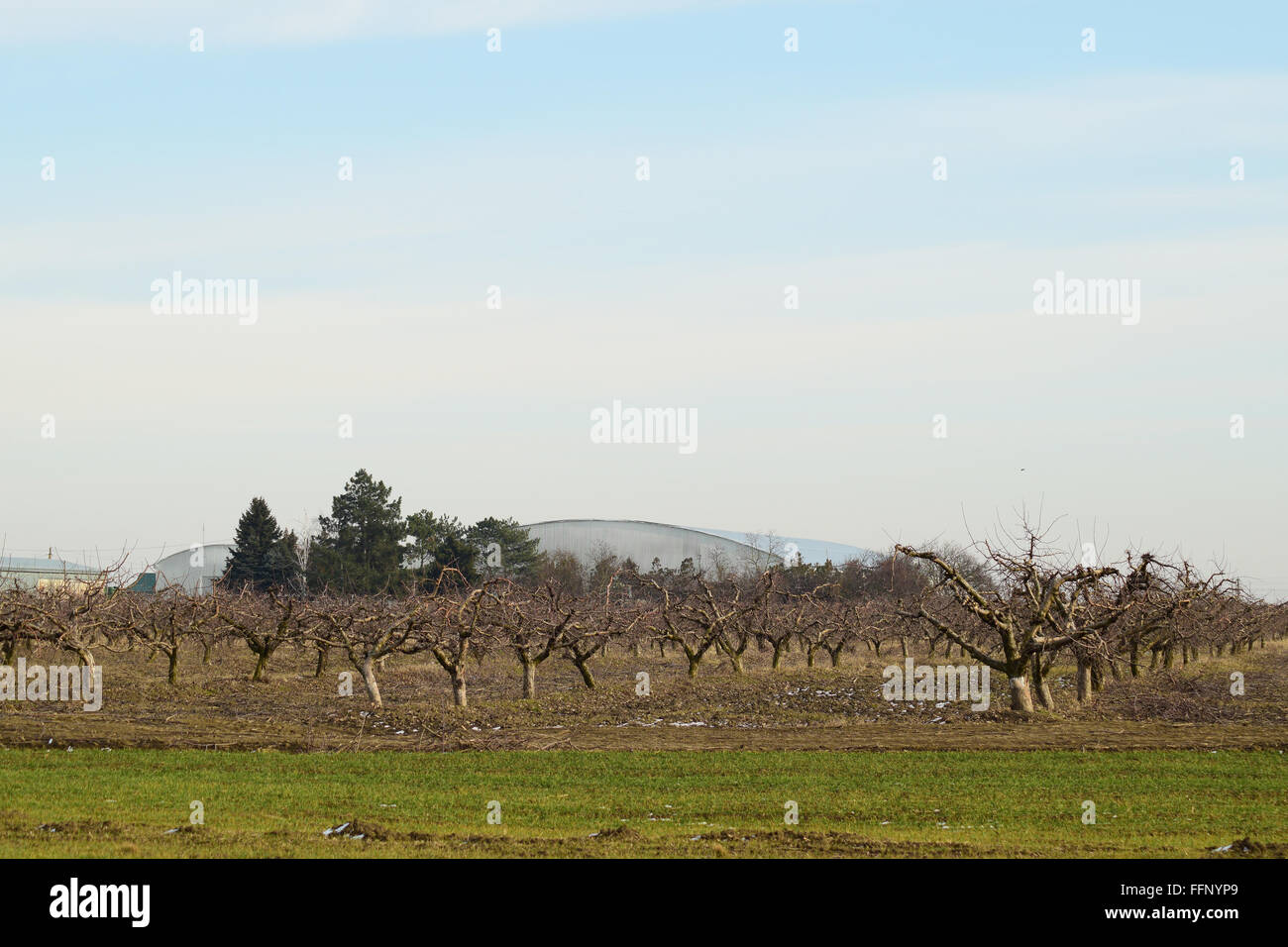 Cropped trees in the apple orchard. Care orchard, pruning trees Stock ...