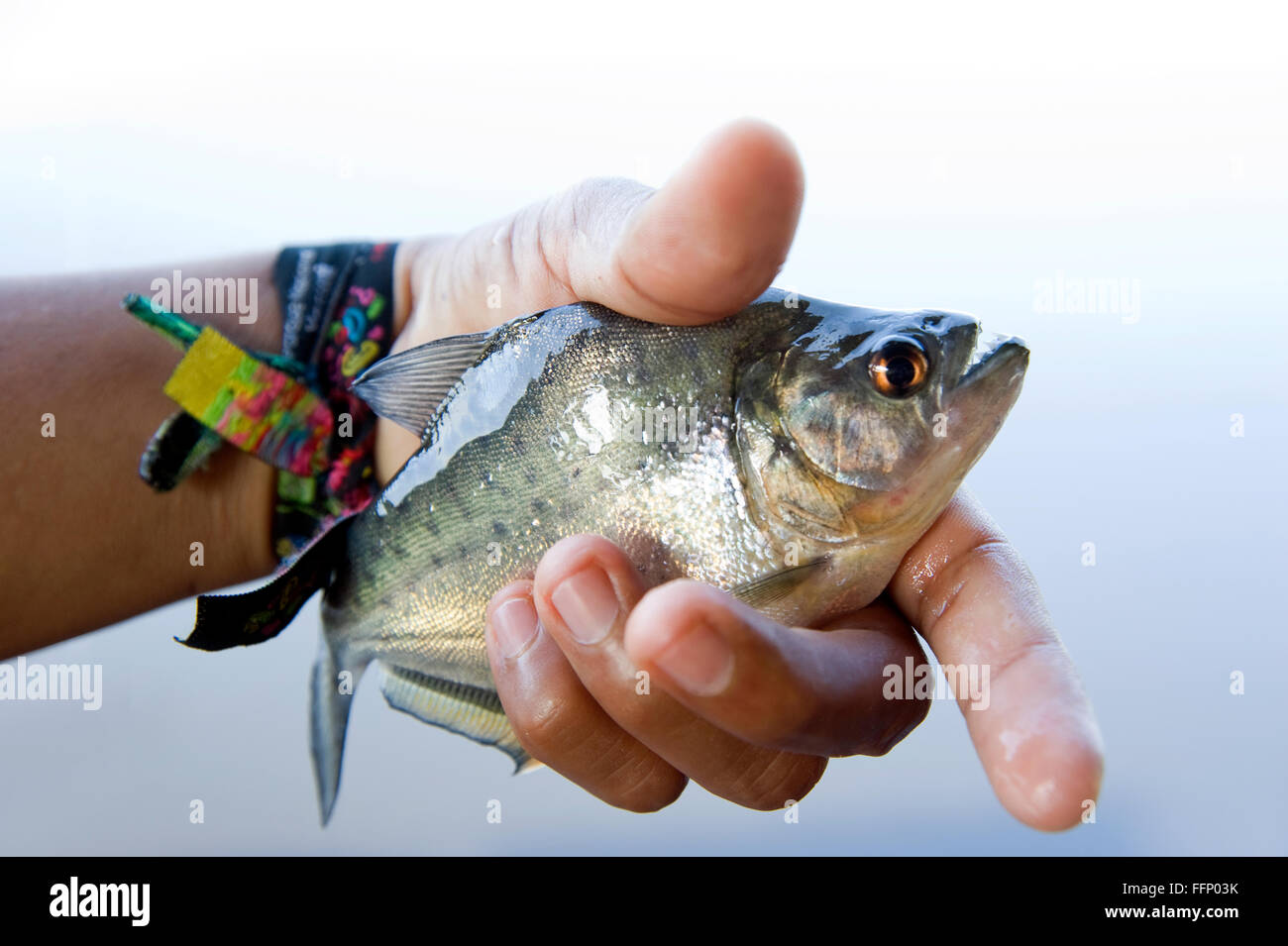 Amazon river fish hi-res stock photography and images - Alamy