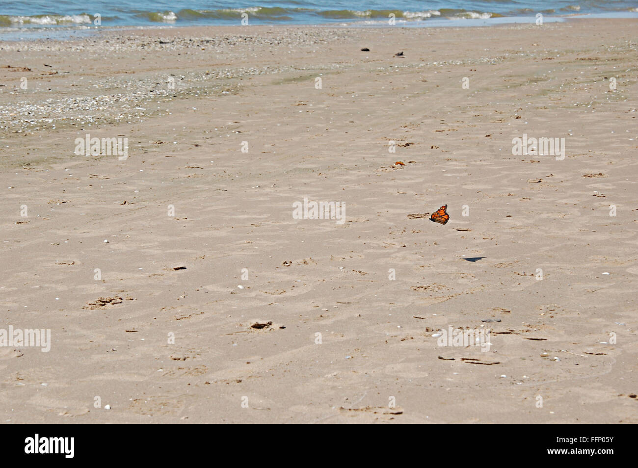 Monarch butterfly on a beach Stock Photo - Alamy
