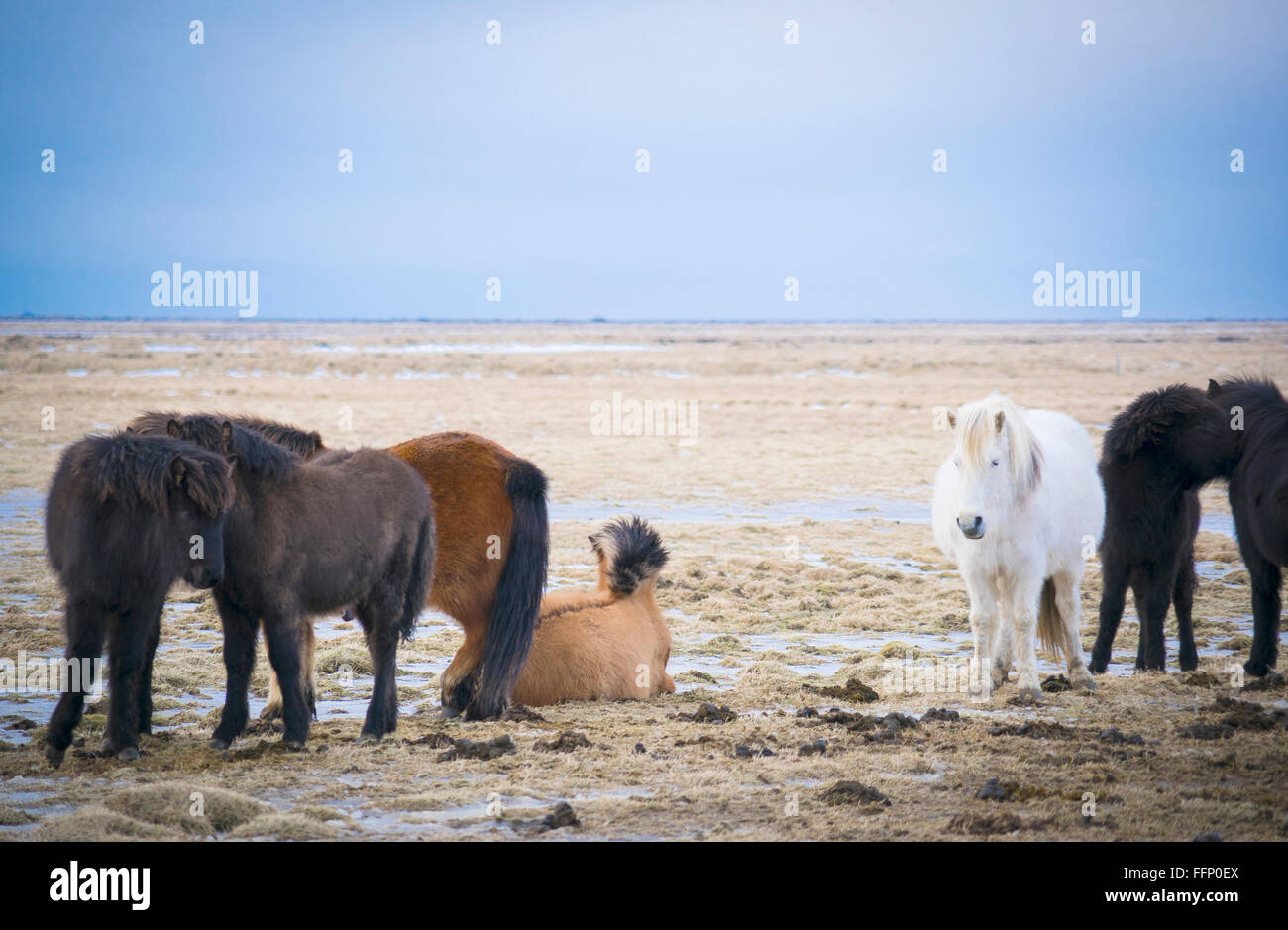 Icelandic horses in a farm during the winter, Iceland Stock Photo - Alamy