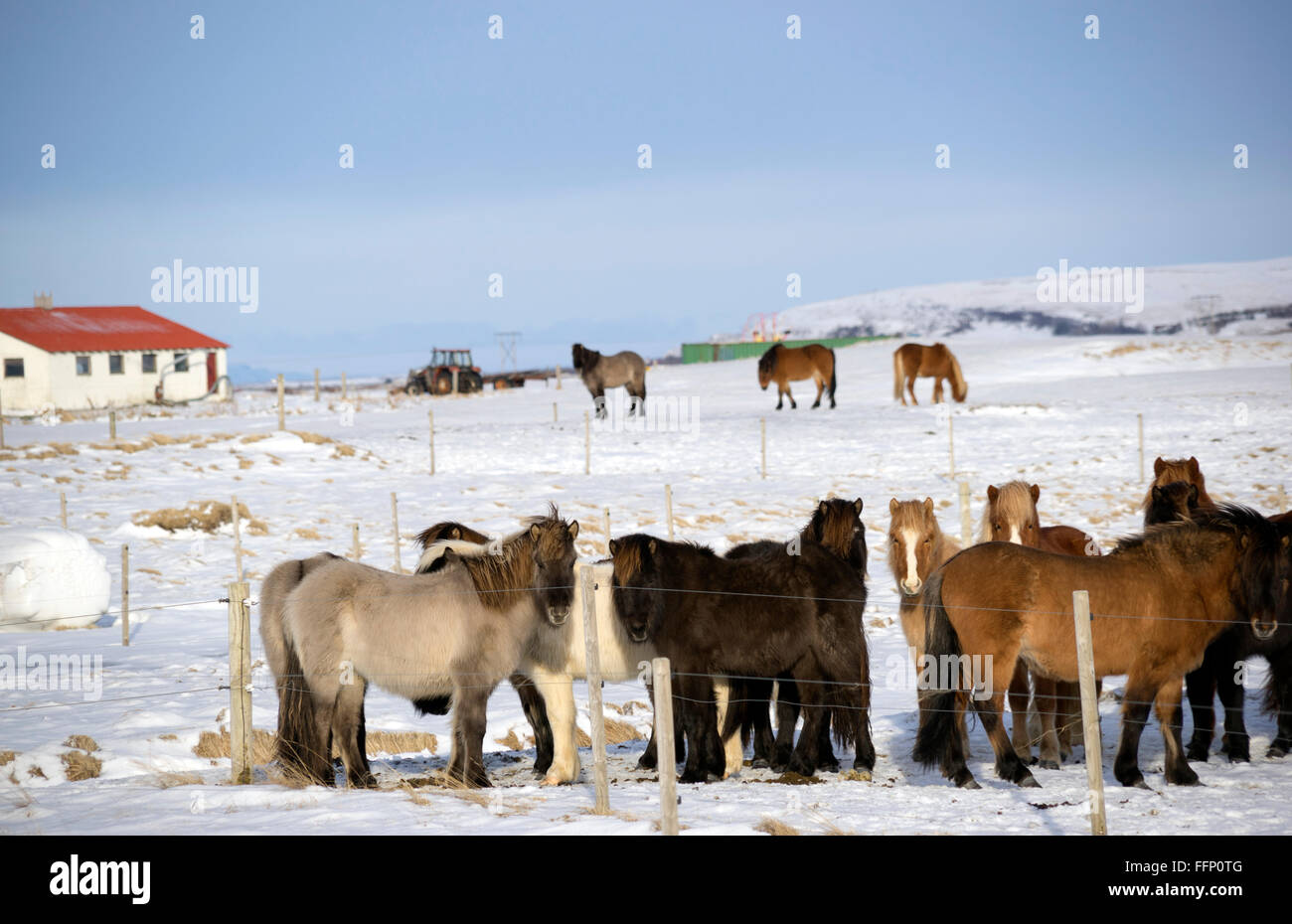 Icelandic horses in a farm during the winter, Iceland Stock Photo - Alamy