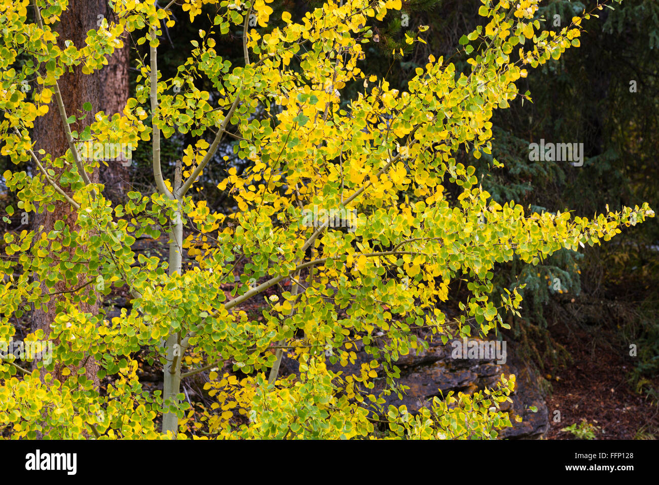 Autumn leaves, Bow Valley Parkway, Banff Nationalpark, Alberta, Canada ...