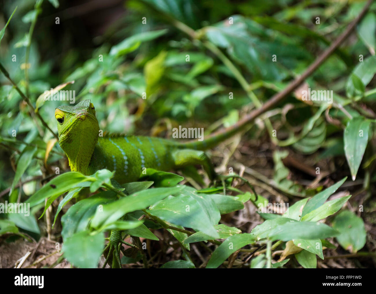 Tiny Lizard on the jungle floor, Sri lanka Stock Photo - Alamy