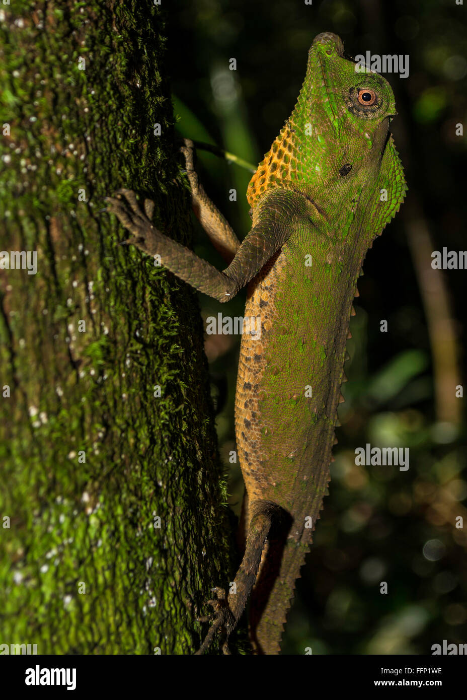 Jungle chameleon hi-res stock photography and images - Alamy